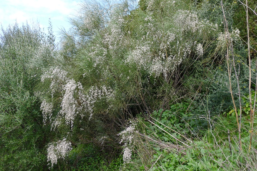 White-Flowered Broom - Retama monosperma | Wild Flowers of Andalucía ...