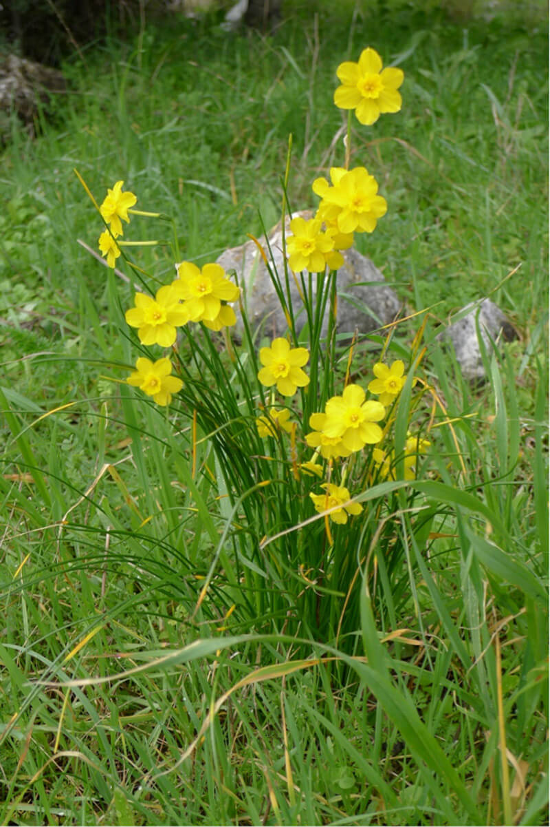 Scented Jonquil - Narcissus jonquilla | Wild Flowers of Andalucía ...
