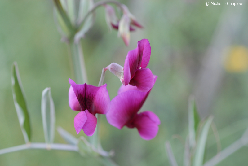 Wild Flowers of Andalucía | Flora and Fauna of Andalucía | Andalucia.com