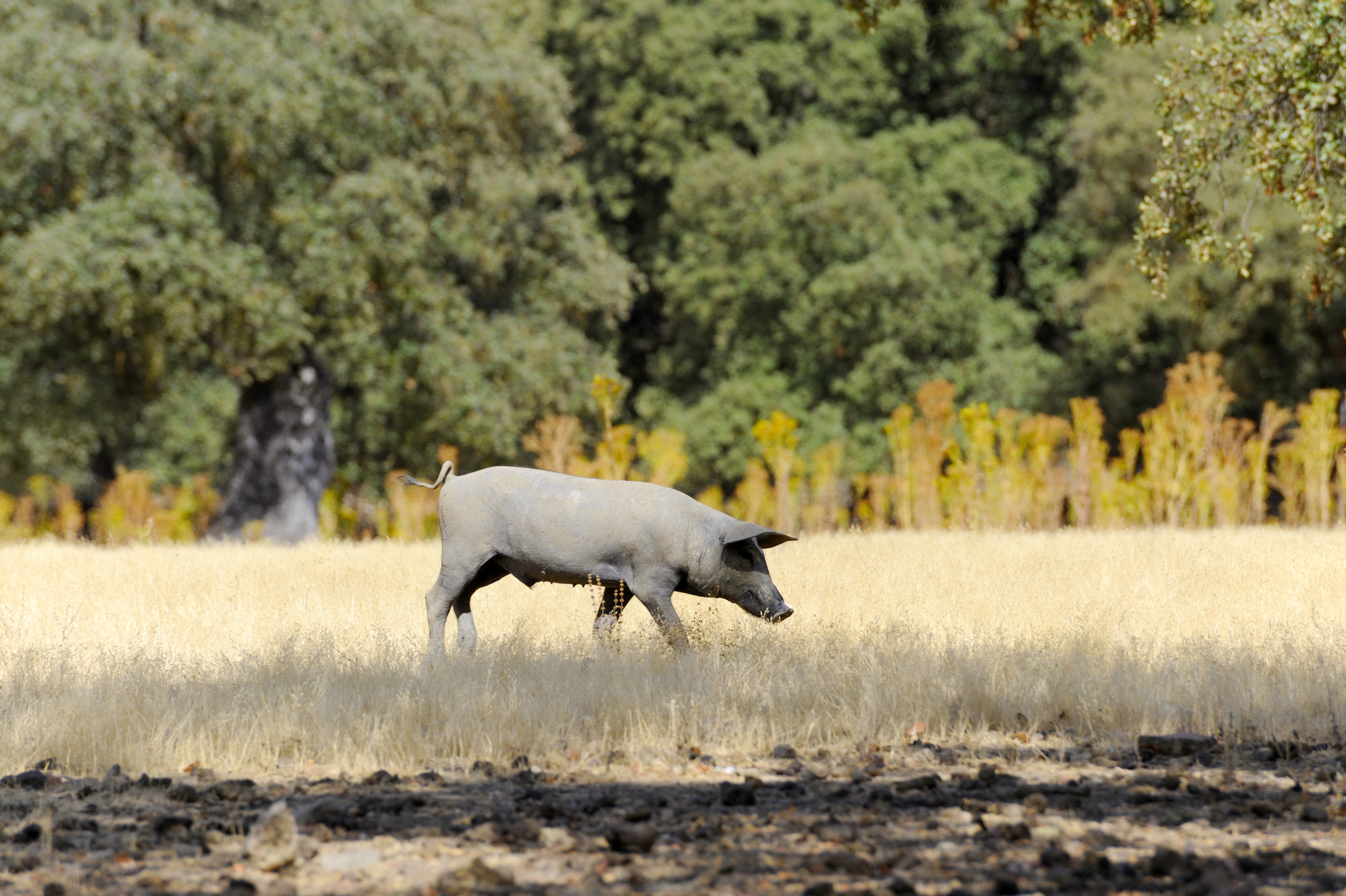 Cured ham classification, Iberico Products | Jamon de Andalucia ...