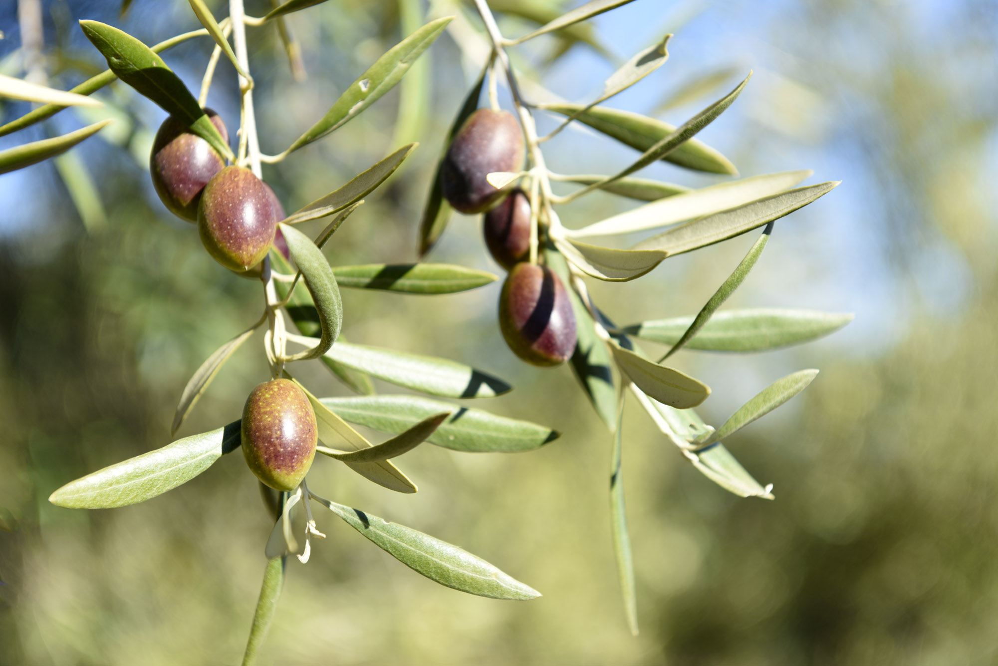 Andalucia Olives, Picual, Hojiblanca, Lechin, Verdial olives food and ...