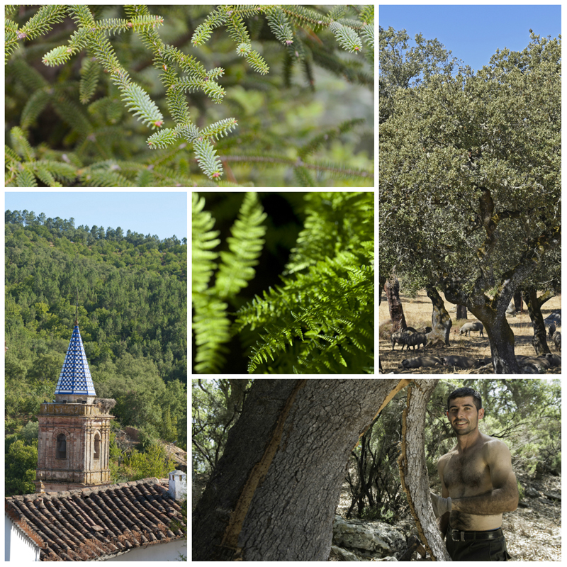Forests of Andalucia | Landscapes of Andalucía | Andalucia.com