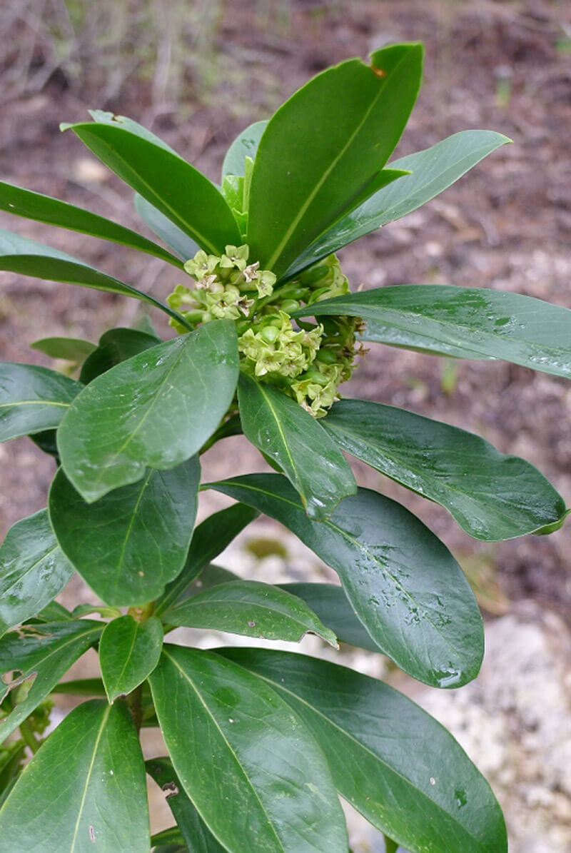 Daphne laureola | Wild Flowers of Andalucía | Andalucía.com