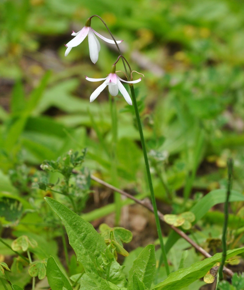 Three-Leaved Snowflake. Acis trichophylla. Formerly Leucojum ...