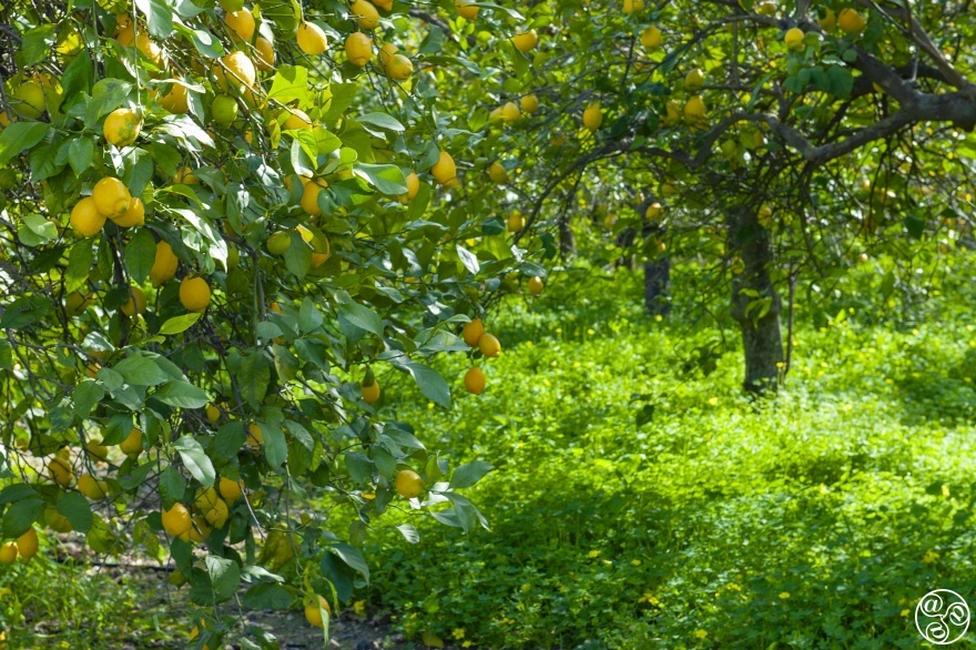 Spanish lemon cake recipe, Bizcocho de Limón recipe, Recipes with Olive ...