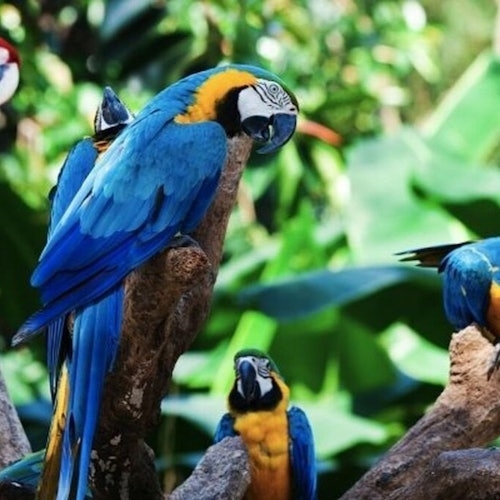 Loro Parque Premium Ticket | Andalucia.com