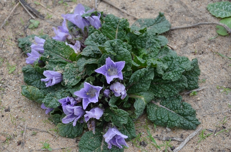 Mandrake - Mandragora autumnalis | Wild Flowers of Andalucía ...