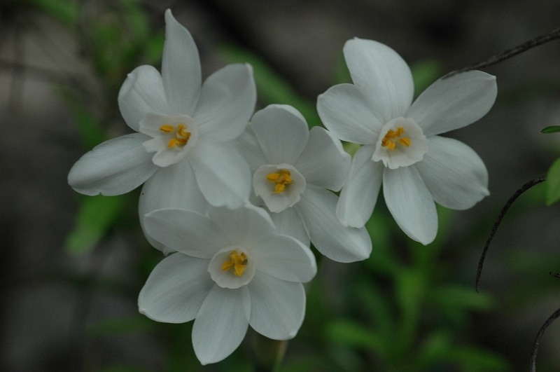 Paper-White Narcissus - Narcissus papyraceus | Wild Flowers of ...